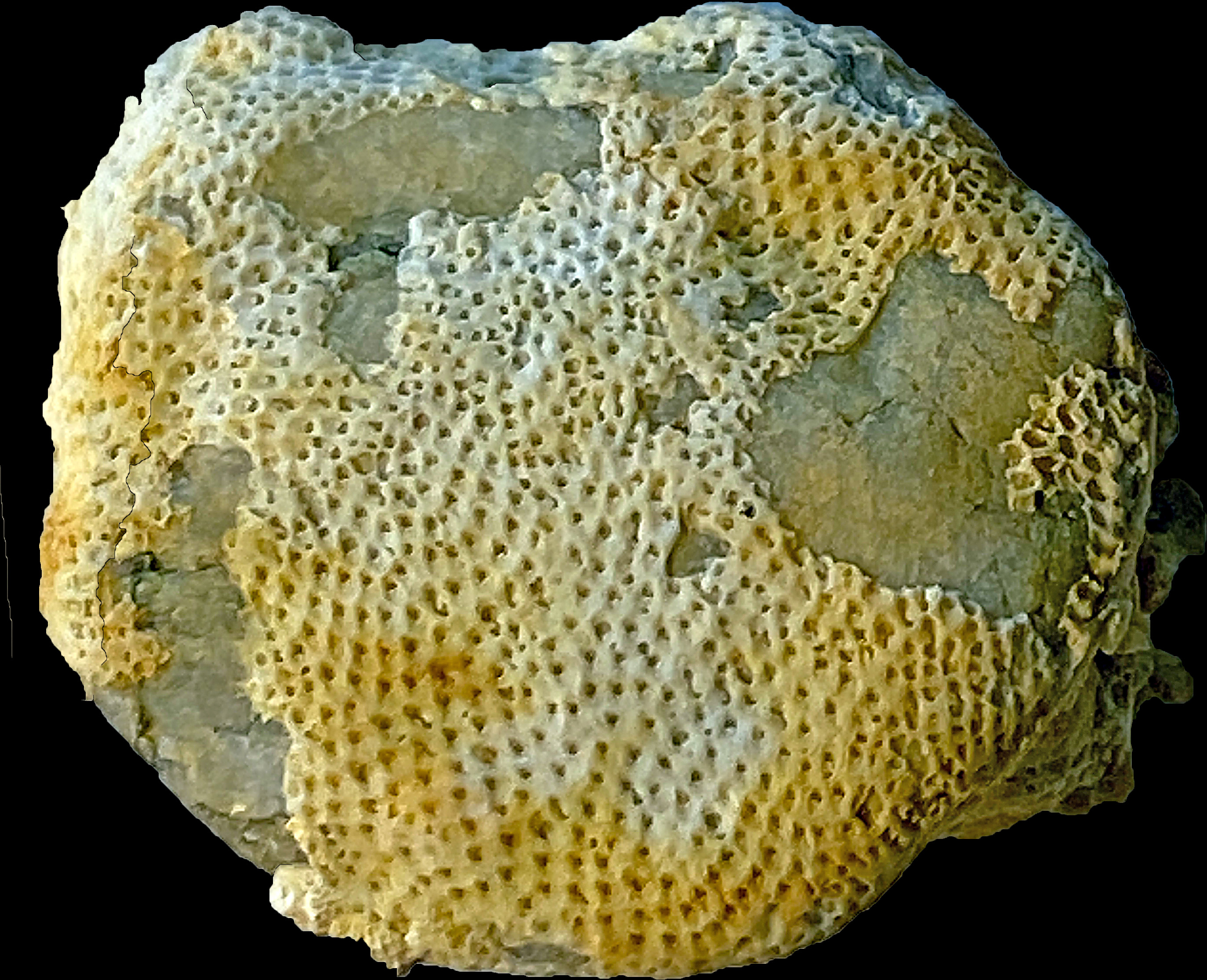 Onychocella angulosa (Reuss, 1848)